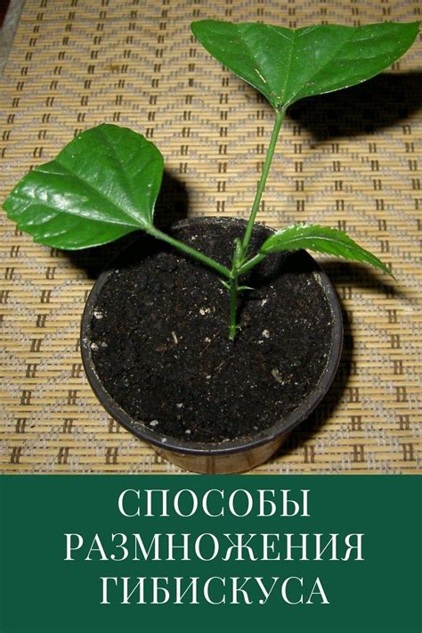 Как размножить гибискус в домашних условиях Гибискус Черенки