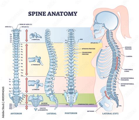 Spine Anatomy With Detailed Back Bone Medical Structure Outline Diagram