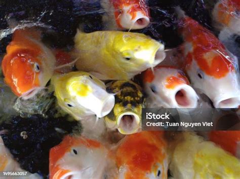 다채로운 일본의 잉어 물고기 또는 잉어 잉어 껀터시 베트남 고여 있는 물에 대한 스톡 사진 및 기타 이미지 고여 있는 물 금붕어 금색 Istock