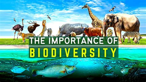 Biodiversity In Crisis The Consequences Of Human Activities On Our