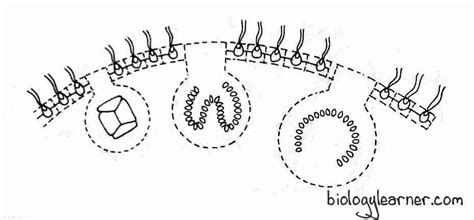 Volvox Features Occurrence Structure Reproduction