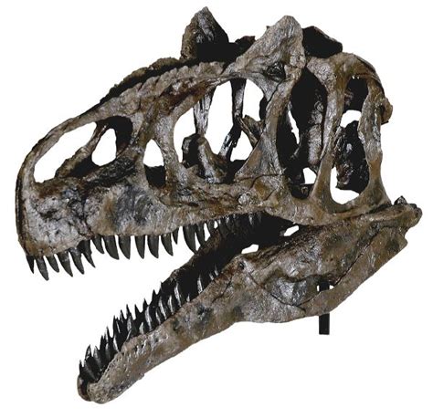 Allosaurus Sp Big Al Two Skull Display Replica Black Hills Institute