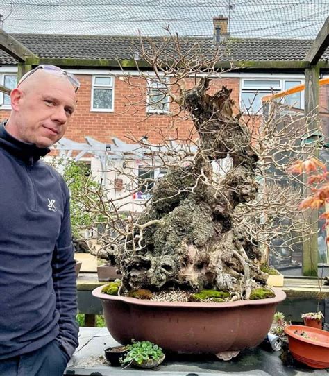 The Biggest And Best Acer Campestre Field Maple Bonsai Is Now Up For