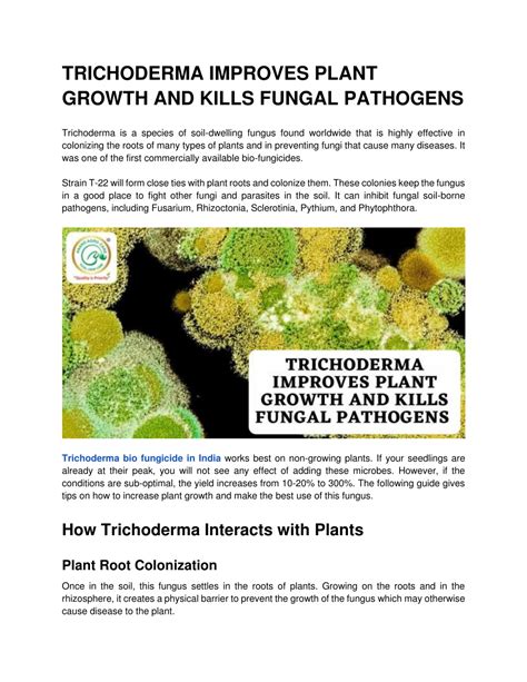 Ppt Trichoderma Improves Plant Growth And Kills Fungal Pathogens Powerpoint Presentation