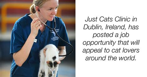 Attention Cat Lovers We Have Found The Purrfect Job For You