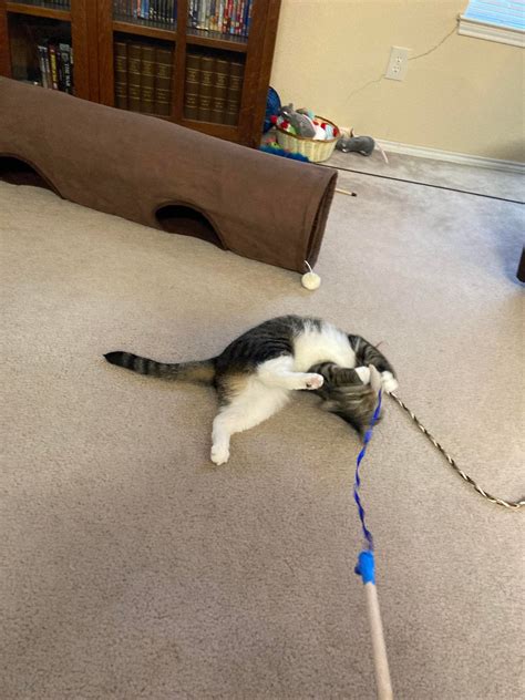 Standard Issue Toolps R Standardissuecat