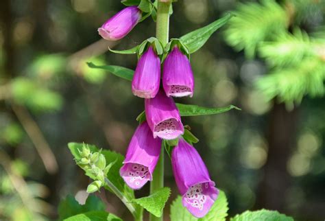 Bidal Mekar Beracun Foto Gratis Di Pixabay Pixabay