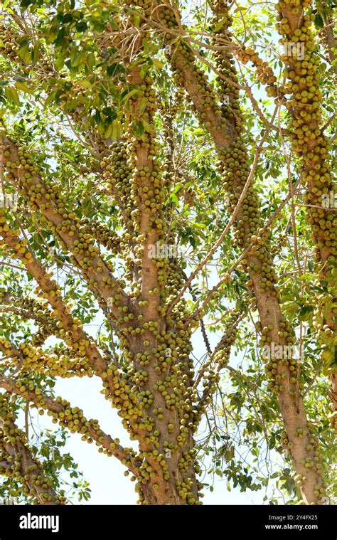 Natal Fig Ficus Natalensis Is A Tree Native To Southern Africa And