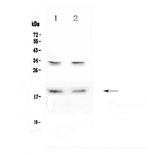 Pleiotrophin Ptn Antibody