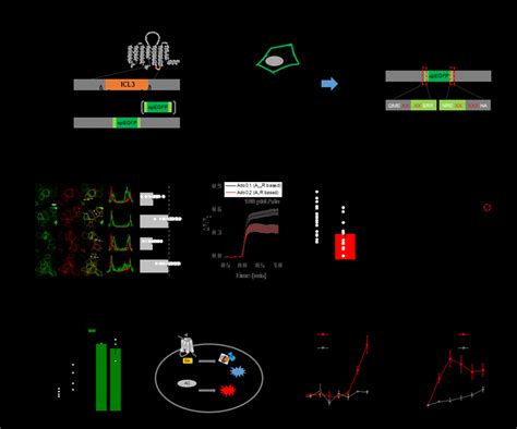 Fig S1 Design Optimization And Characterization Of Genetically