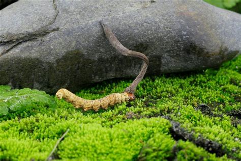 You Can Keep Your Ghosts And Ghouls The Cordyceps Fungus Creates Real