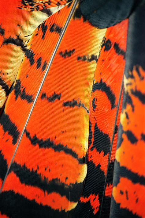Red Tailed Black Cockatoo Feathers 2 Photograph By Rob D Fine Art