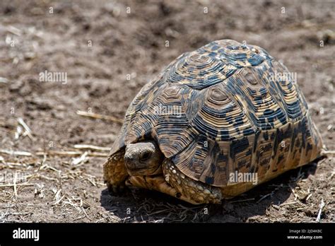 Leopard Tortoise Stigmochelys Pardalis From Maasai Mara Kenya Stock