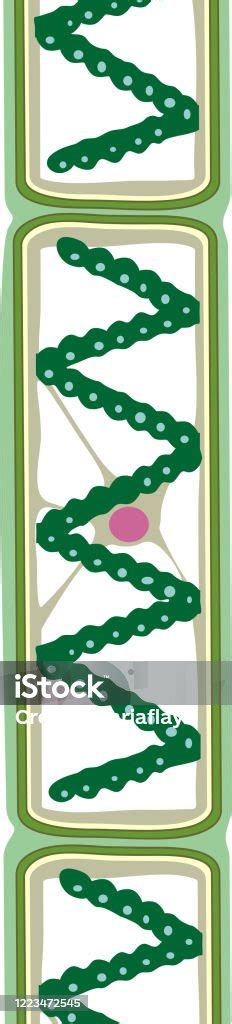 Spirogyra Isolated On White Background Stock Illustration Download