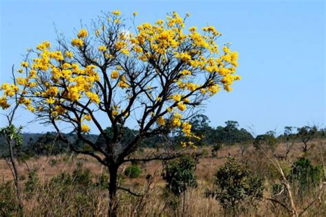 Cerrado Registra Aumento No Desmatamento De 25 Neste Ano