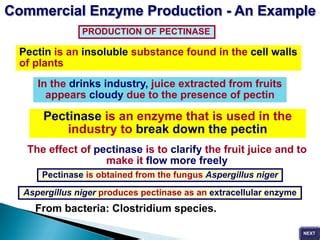 Hormone And Enzyme Description And Synthesis Pdf
