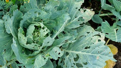 Naturally Repel Pests From Your Garden With An Item From Your Kitchen