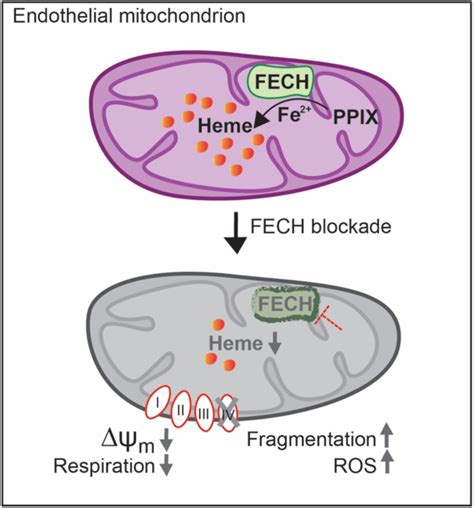 Heme Synthesis Inhibition Blocks Angiogenesis Via Mitochondrial
