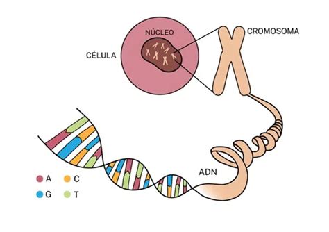 ¿sabes Qué Es El Adn Y Sus Funciones Y Estructura