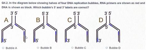 Q4 2 In The Diagram Below Showing Halves Of Four DNA Replication