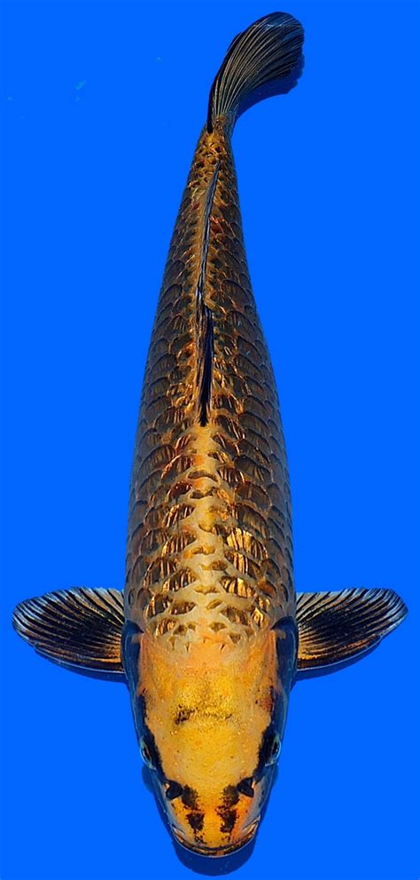 Bigscale Igarashi 45cm Nisai Vhq Online Kaufen Koiaqua Online Shop