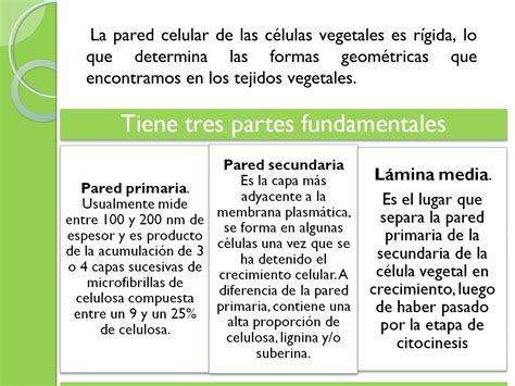 Pared Celular Ppt