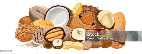 견과류 잔뜩입니다 다양 한 종류의 견과류의 벡터 믹스입니다 호두 코코넛 육 두 구 헤 즐 넛 피칸 아몬드 땅콩 마 카 다 미아 개체 그룹에 대한 스톡 벡터 아트 및 기타