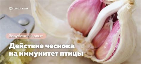 Исследование действия чеснока на иммунитет птицы