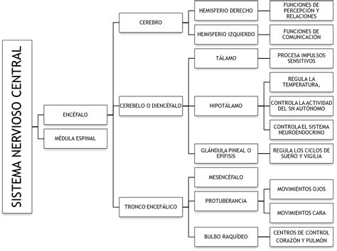 Enfer Maca Tu Blog De EnfermerÍa Esquema Sistema Nervioso Central