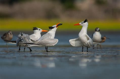 Different Types Of White Birds Species Regions More