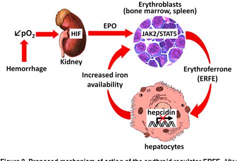 Figure 2 From Molecular Liaisons Between Erythropoiesis And Iron