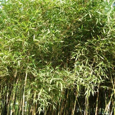 水竹無性系1號百度百科
