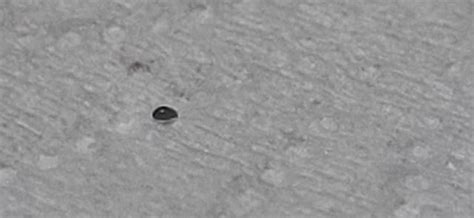 What Is This It Bit Me R Whatisthisbug