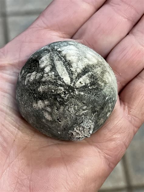 Fossilized Sea Biscuits Fossil Id The Fossil Forum
