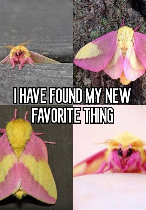 Its Called A Rosy Maple Moth And Its Adorable Rosy Maple Moth Cute