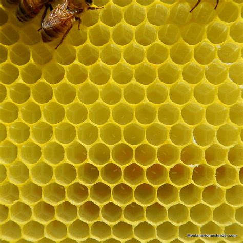 A Look Inside A New Honey Bee Hive