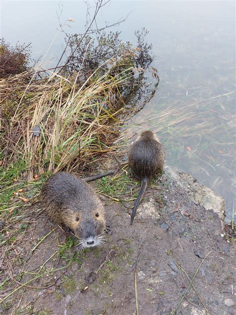 Nutrie Horní Počernice