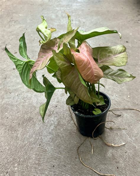 4″ Nephthytis Pink The Kc Plant Factory