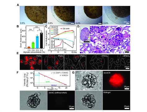 the core shell structures 3d acs with gc cells that constructed with