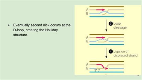 Recombination Types Models Pdf