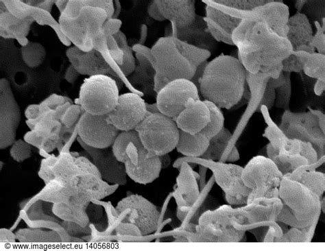 Staphylococcus Epidermidis Bacteria Staphylococcus Epidermidis Bacteria