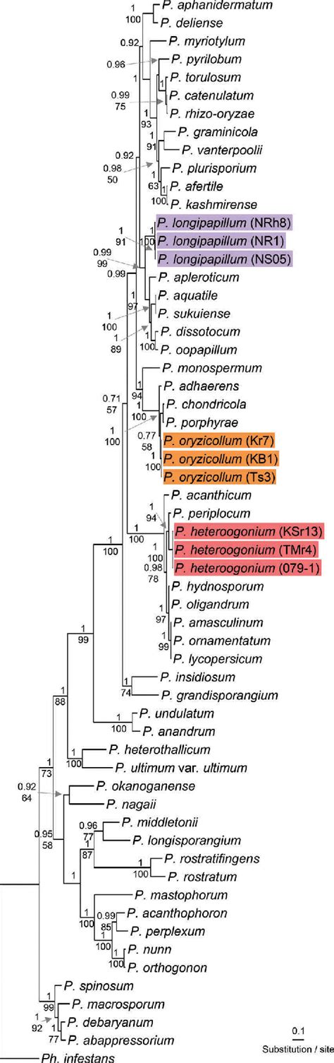 Phylogenetic Relationships Of Pythium Spp From Paddy Fields Of Fars Download Scientific