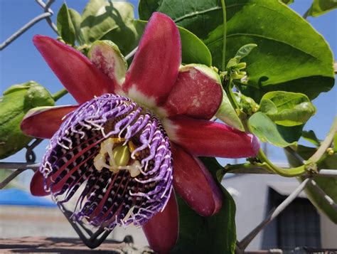 Rare Passiflora Alata Plant Ruby Glow Passion Fruit Free Shipping Etsy