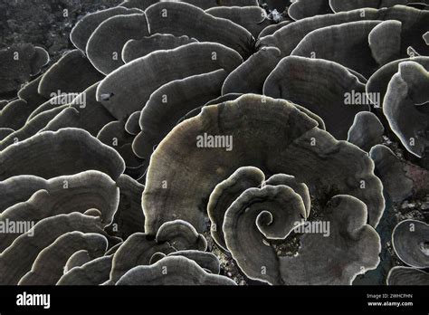 Small Polyp Stony Coral Montipora Mactanensis Wakatobi Dive Resort Sulawesi Indonesia