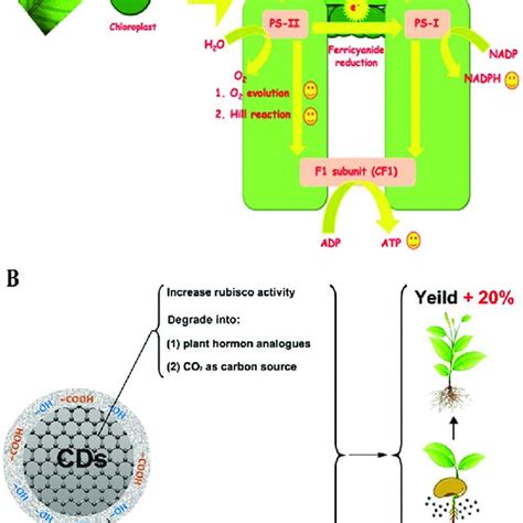 Schematic Representation Illustrating The Function Of Cds In The A