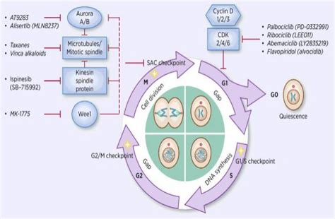 Cell Cycle Inhibitor Creative Diagnostics