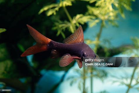 Rainbow Shark Or Ruby Shark Cyprinidae In Aquarium News Photo