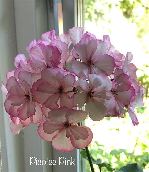 Årets pelargon Picotee Pink. #uterum #Anitaspelargoner #pelargon # ...