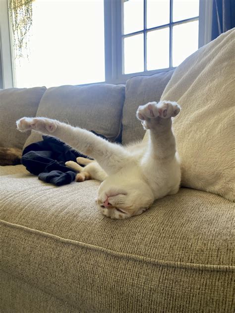I Found Him Asleep Like This Had To Wake Him Up For A Photo R