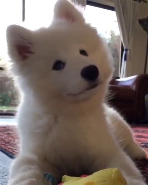 Fluffy Head Tilts Via Tumbex